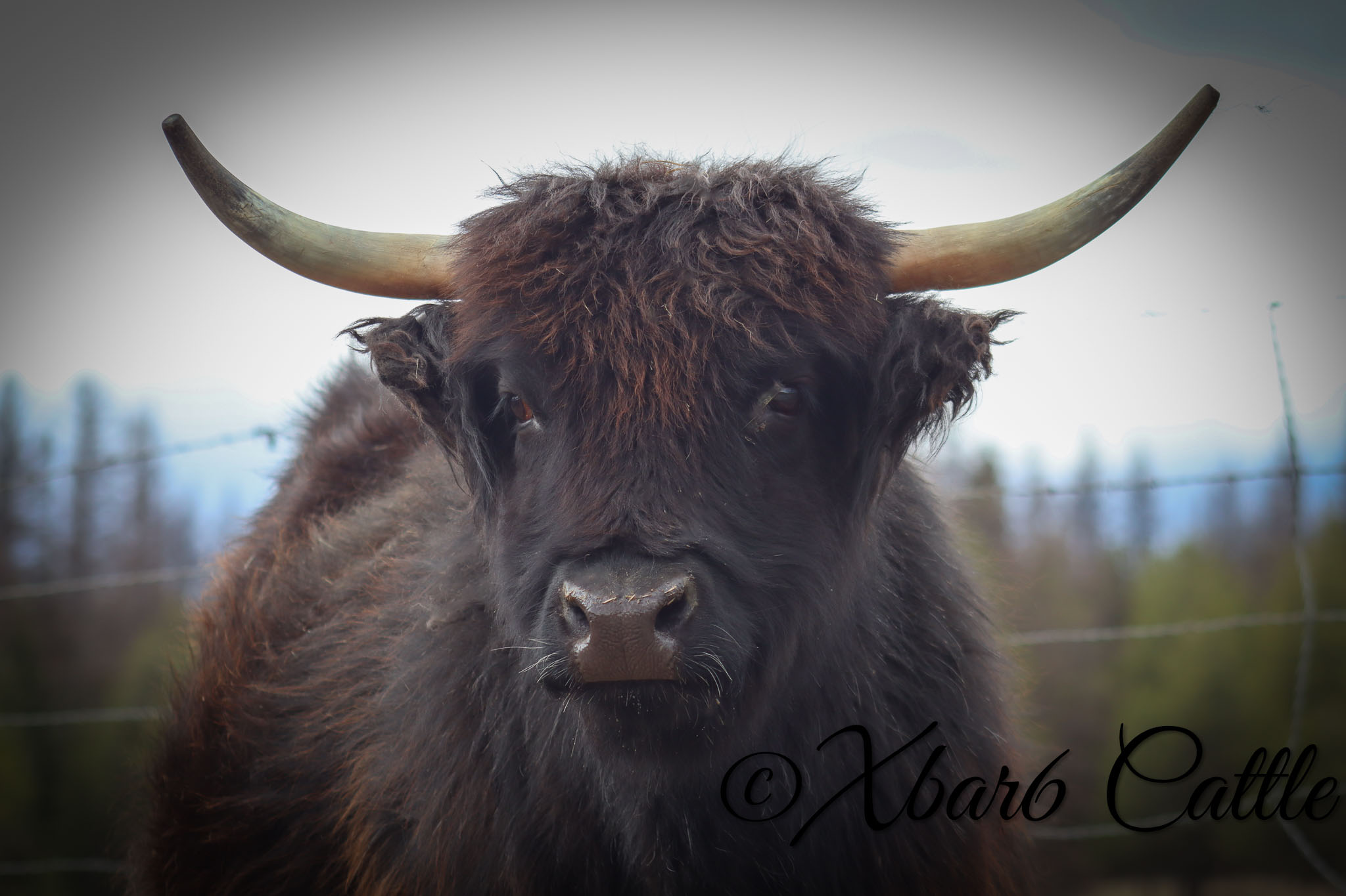 Miniature Cow Resources - Miniature Cattle Mini Cows