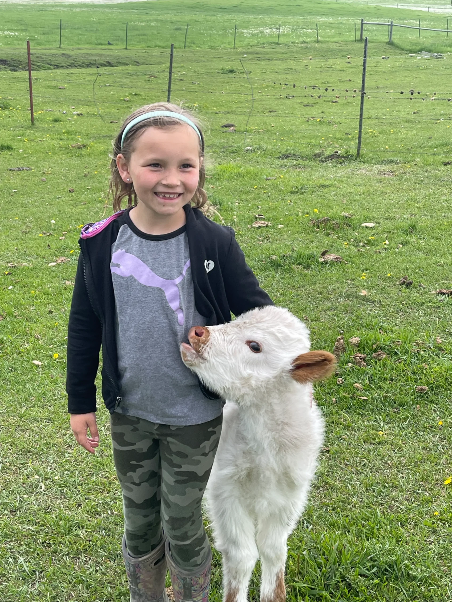 Mini Cows as Pets: What to Know Before you buy