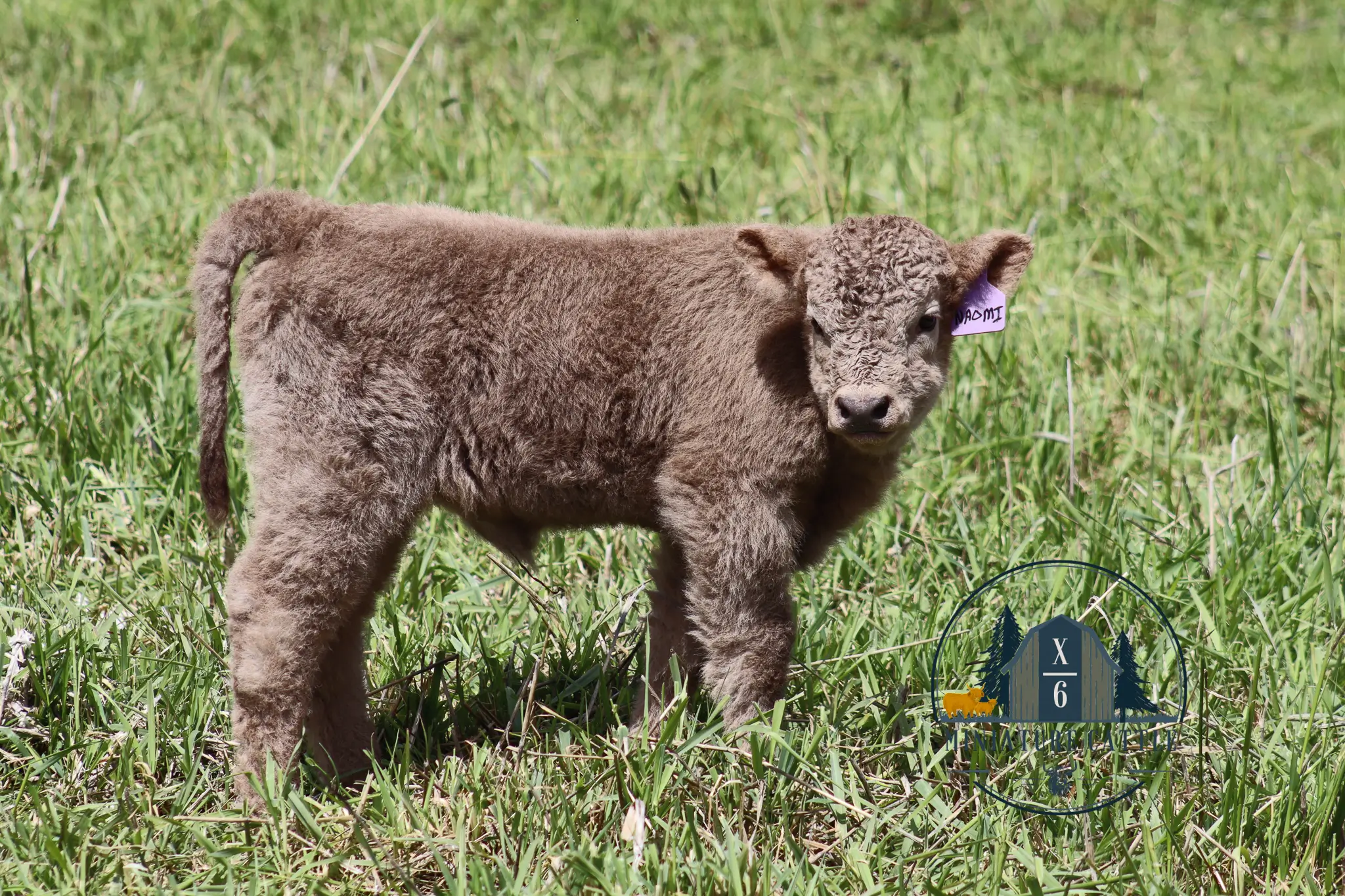 Miniature Cattle For Sale | Mini Cows For Sale