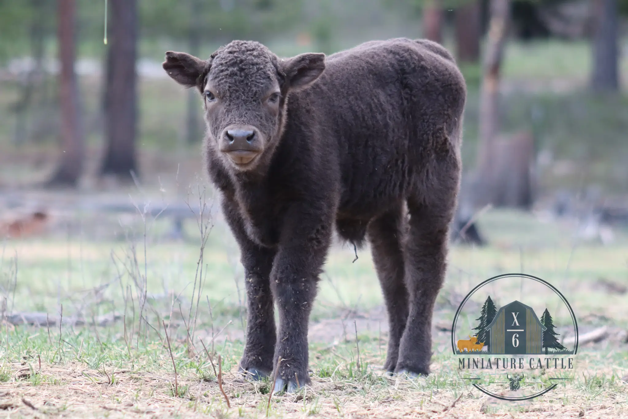 Miniature Cattle For Sale | Mini Cows For Sale